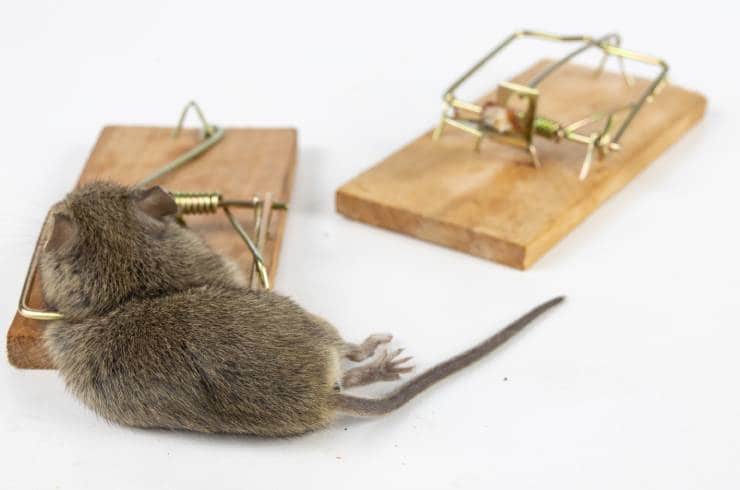 Productive Rodent Proofing Eliminates Mice Infestations in South San ...